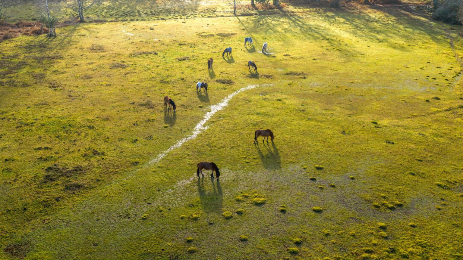 News - New Forest National Park