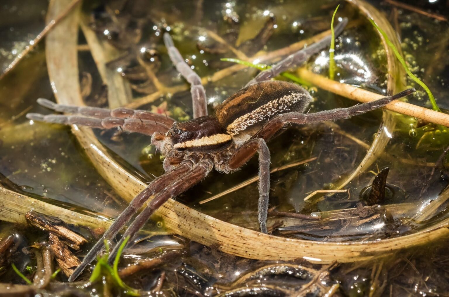 New Forest Wildlife: Discover Unique Species - New Forest National Park
