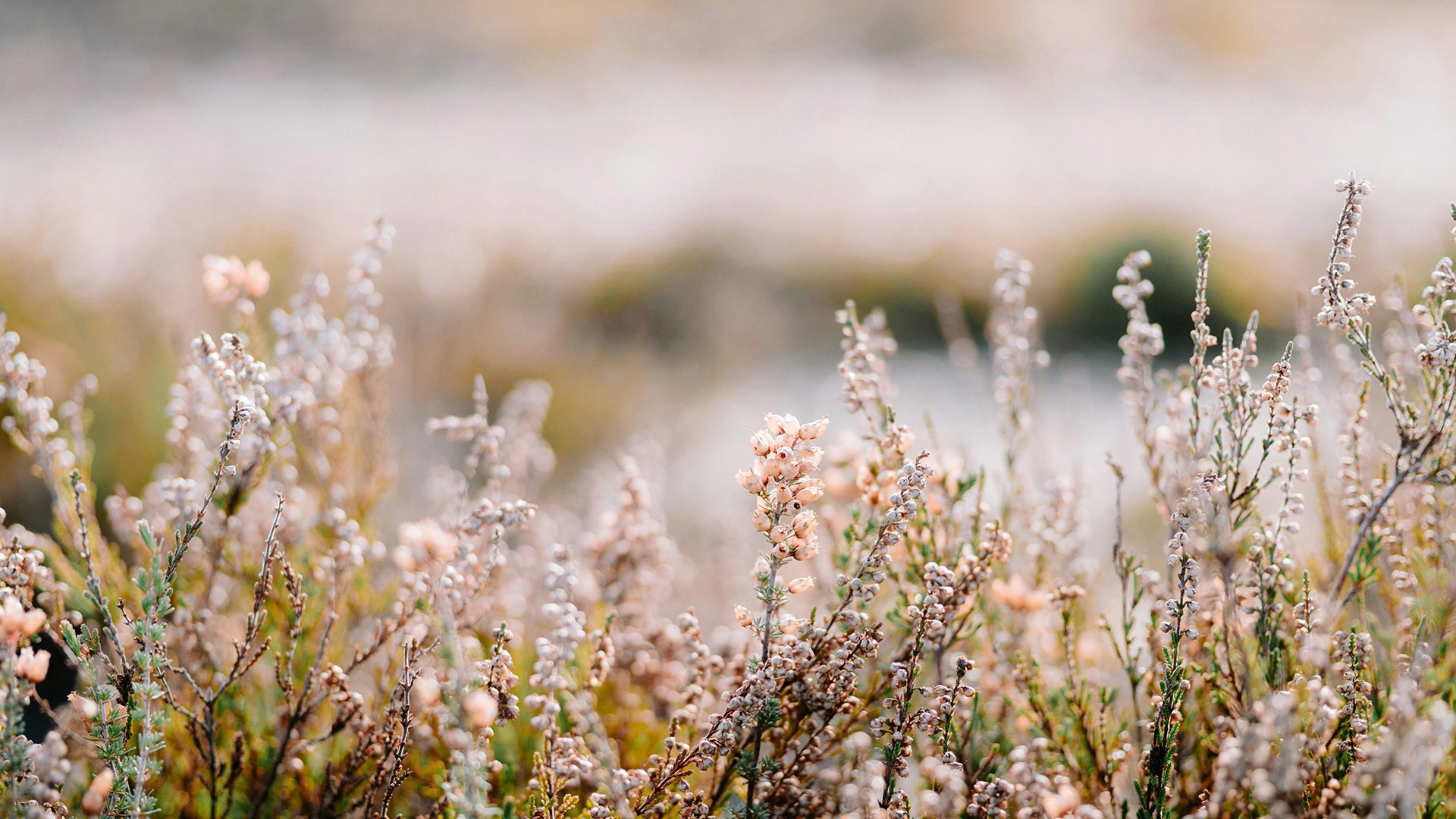 Our story - New Forest National Park